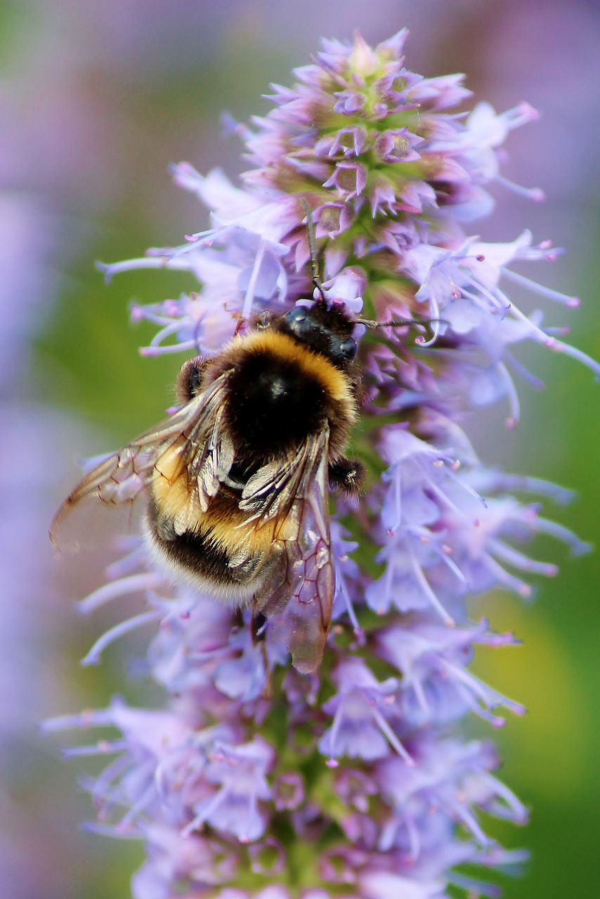 Sprouts: Pollinator Gardens Trail – Grow Wild Harford